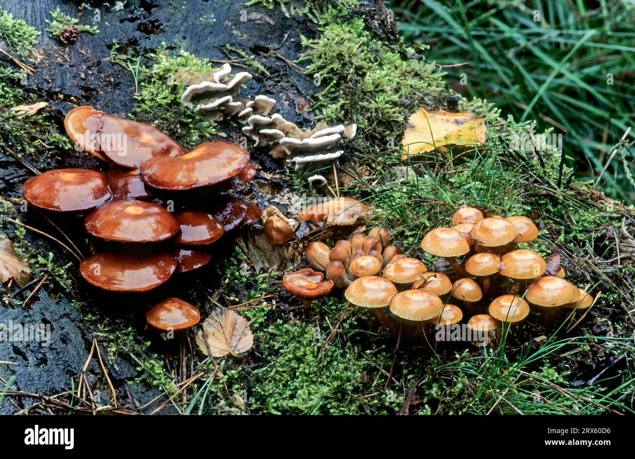 Sheathed Woodtuft are easy to confuse with the highly toxic Deadly ...