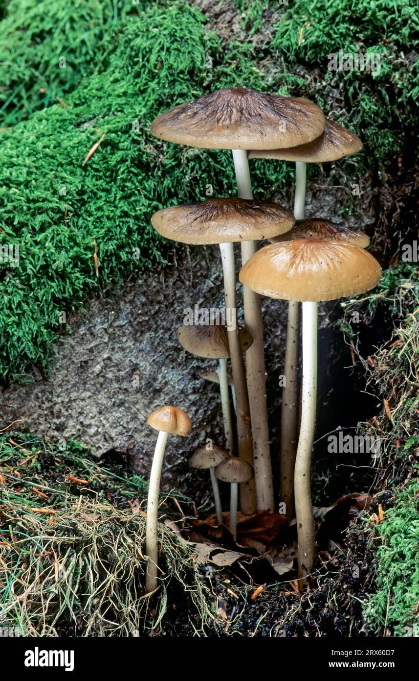 Slimy root mushroom has with its stipe a direct connection to the roots ...