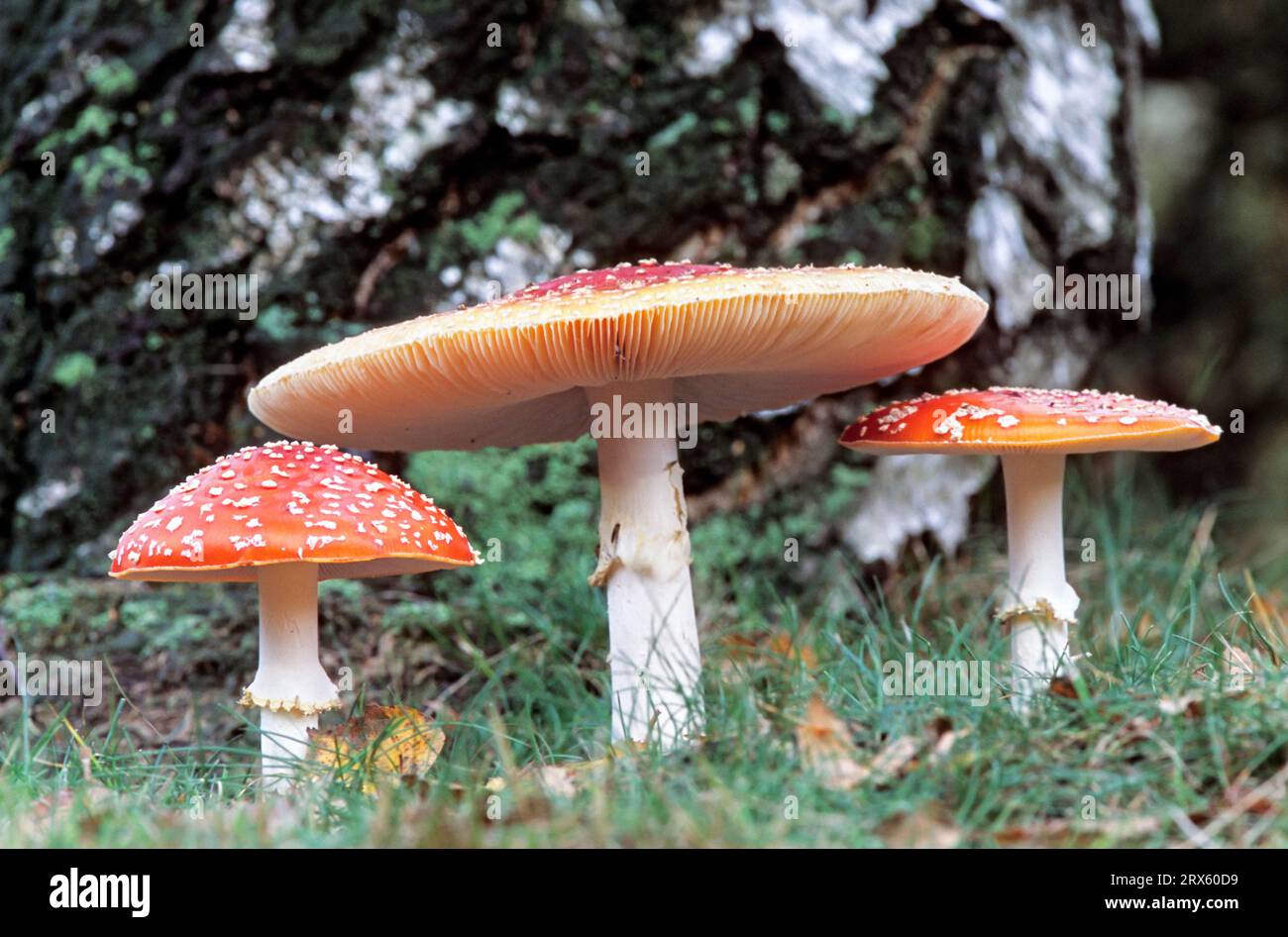 Fly agaric (Amanita muscaria) were used by some cultures as intoxicant ...