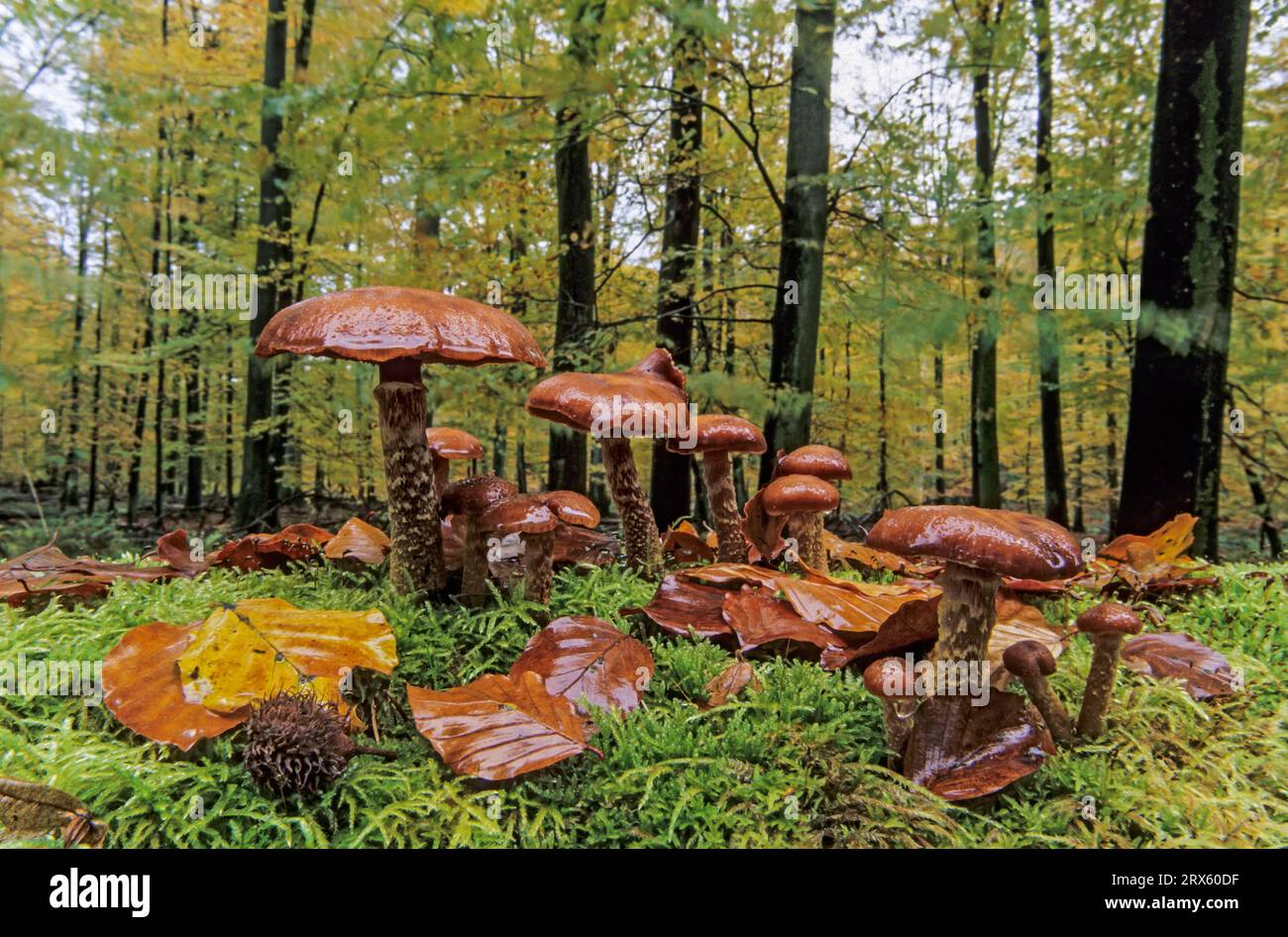 Flesh-coloured honey fungus (Armillaria) is an edible mushroom but to ...