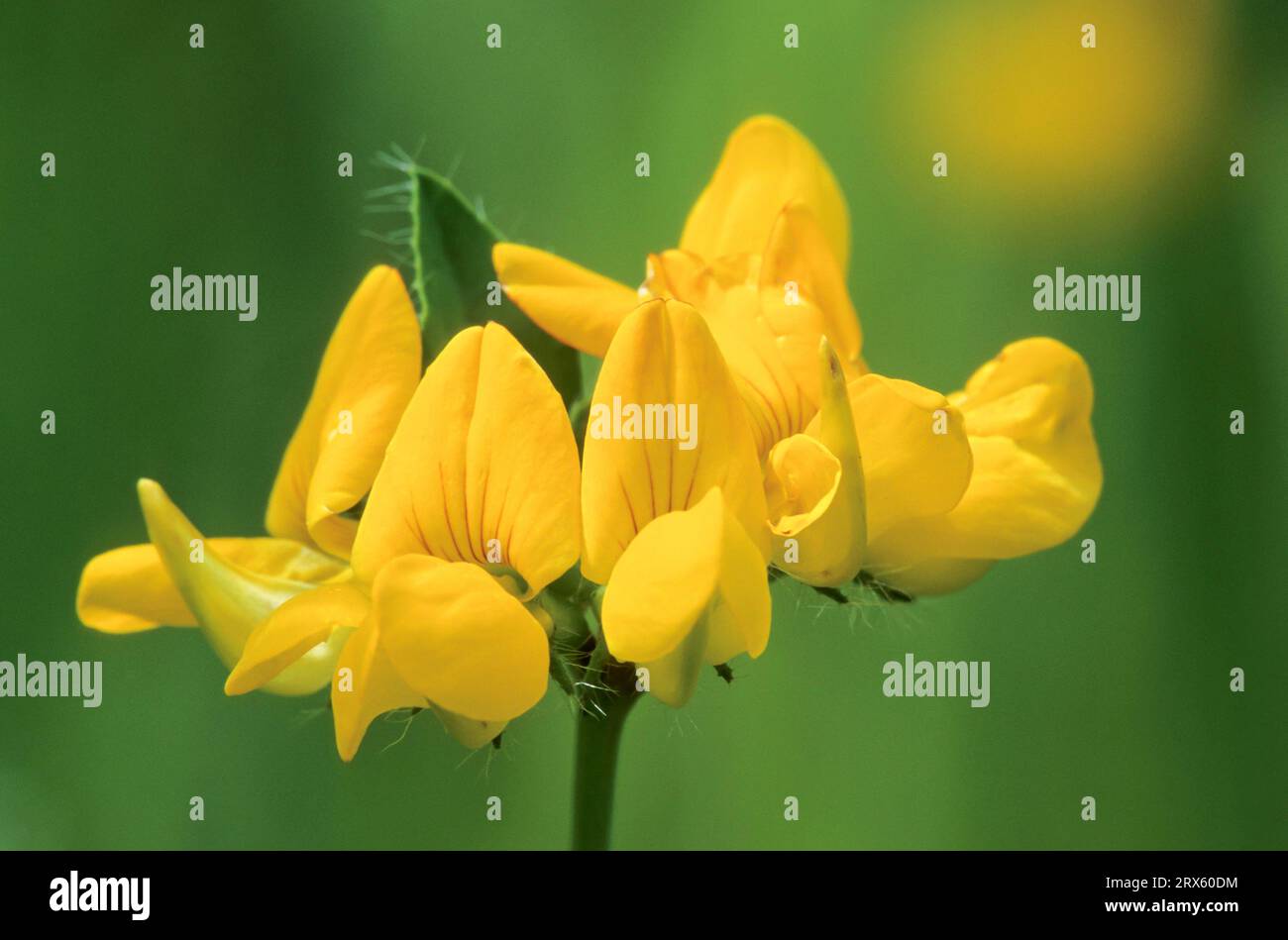 Marsh Horned Clover the umbellate inflorescence consists of 5 to 12 ...