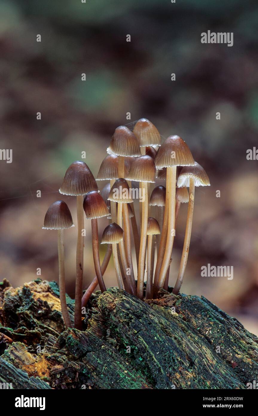 Clustered bonnet (Mycena inclinata) is a character species of old and ...