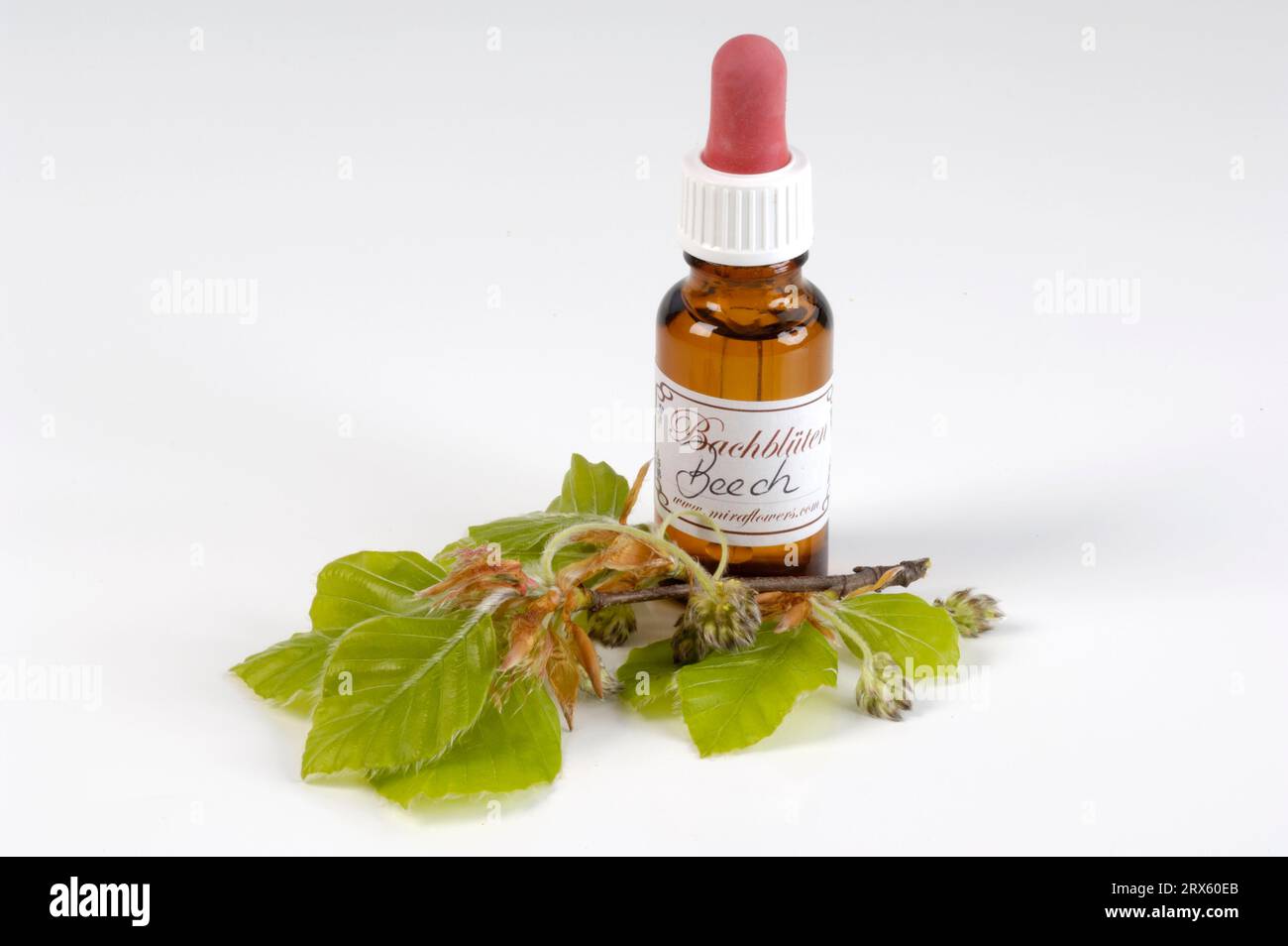 Vial with Bach flower drops, Common beech (Fagus sylvatica), beech ...