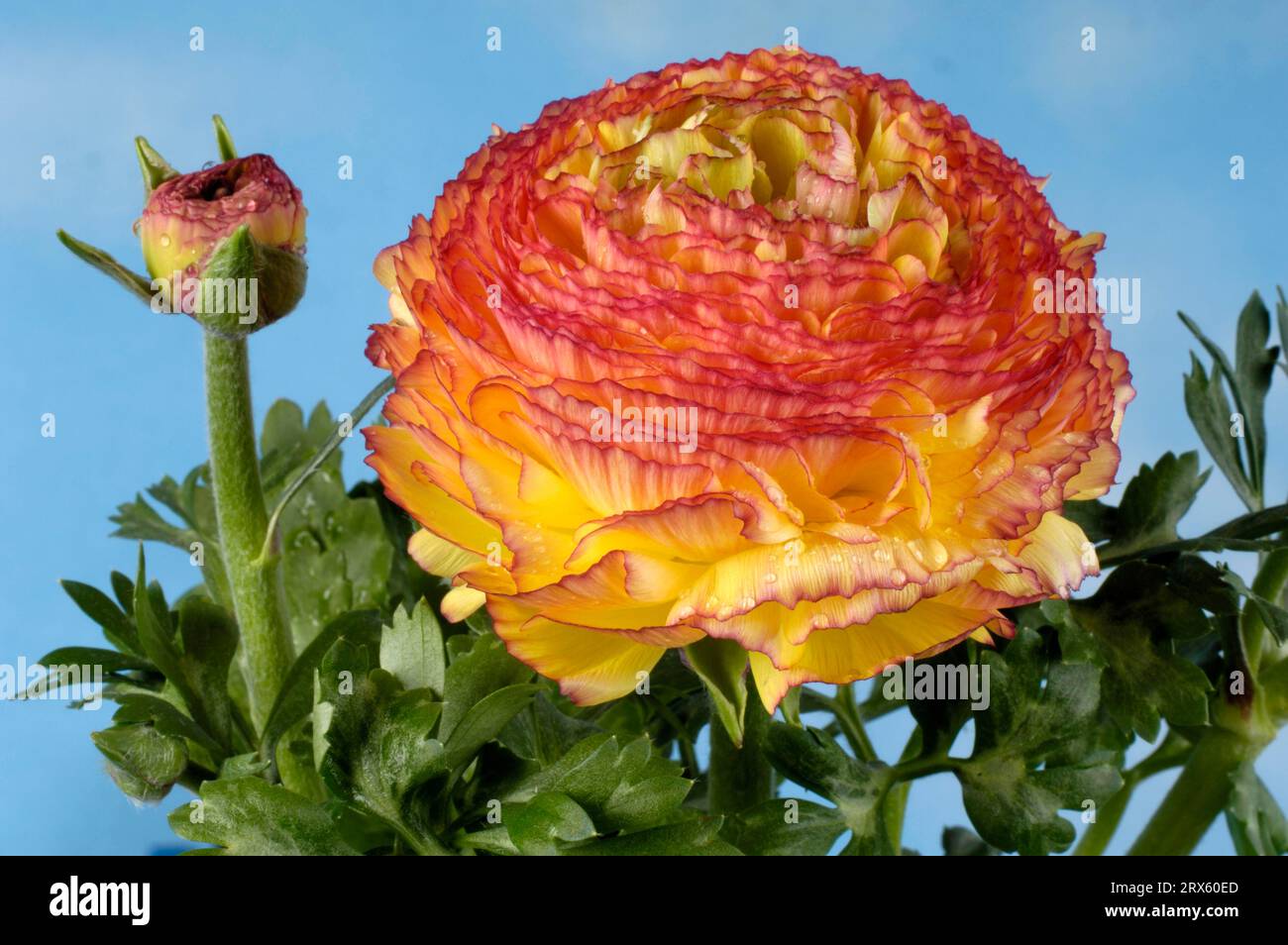 Persian Buttercup (Ranunculus asiaticus Stock Photo - Alamy