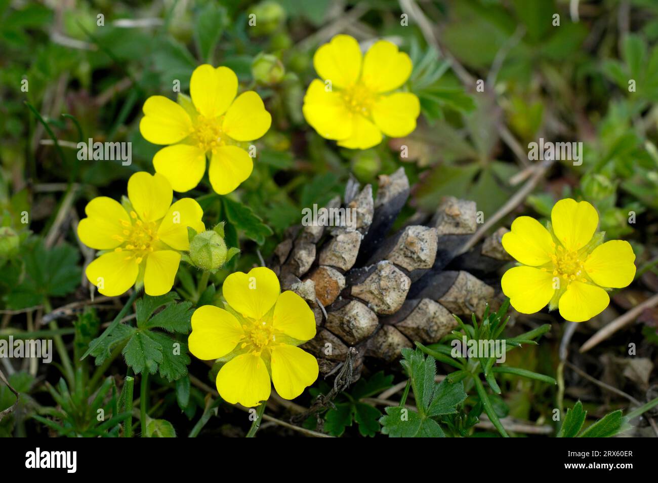 Potentilla tabernaemontanis hi-res stock photography and images - Alamy