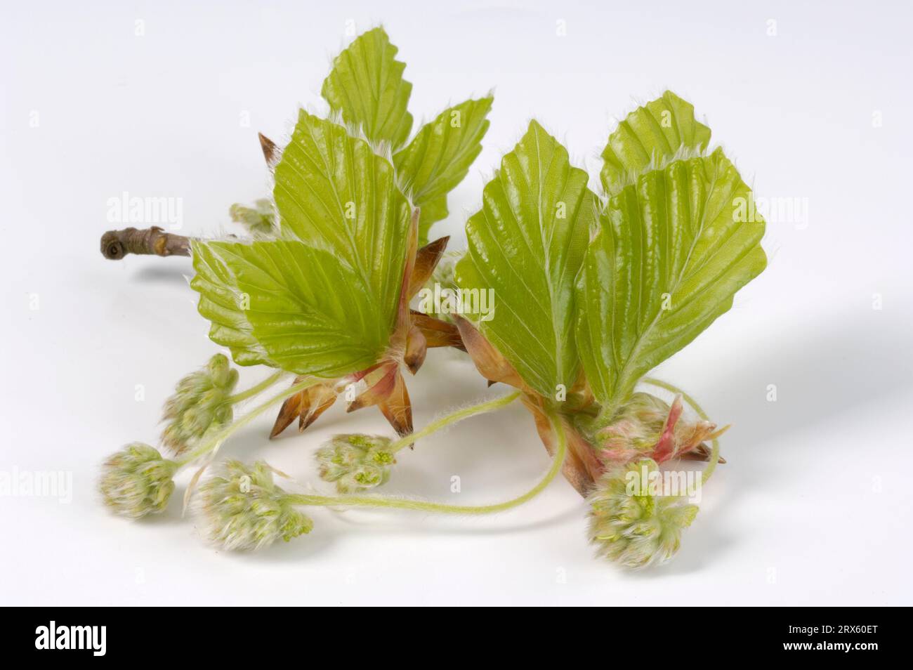 Common beech (Fagus sylvatica), beech Stock Photo - Alamy