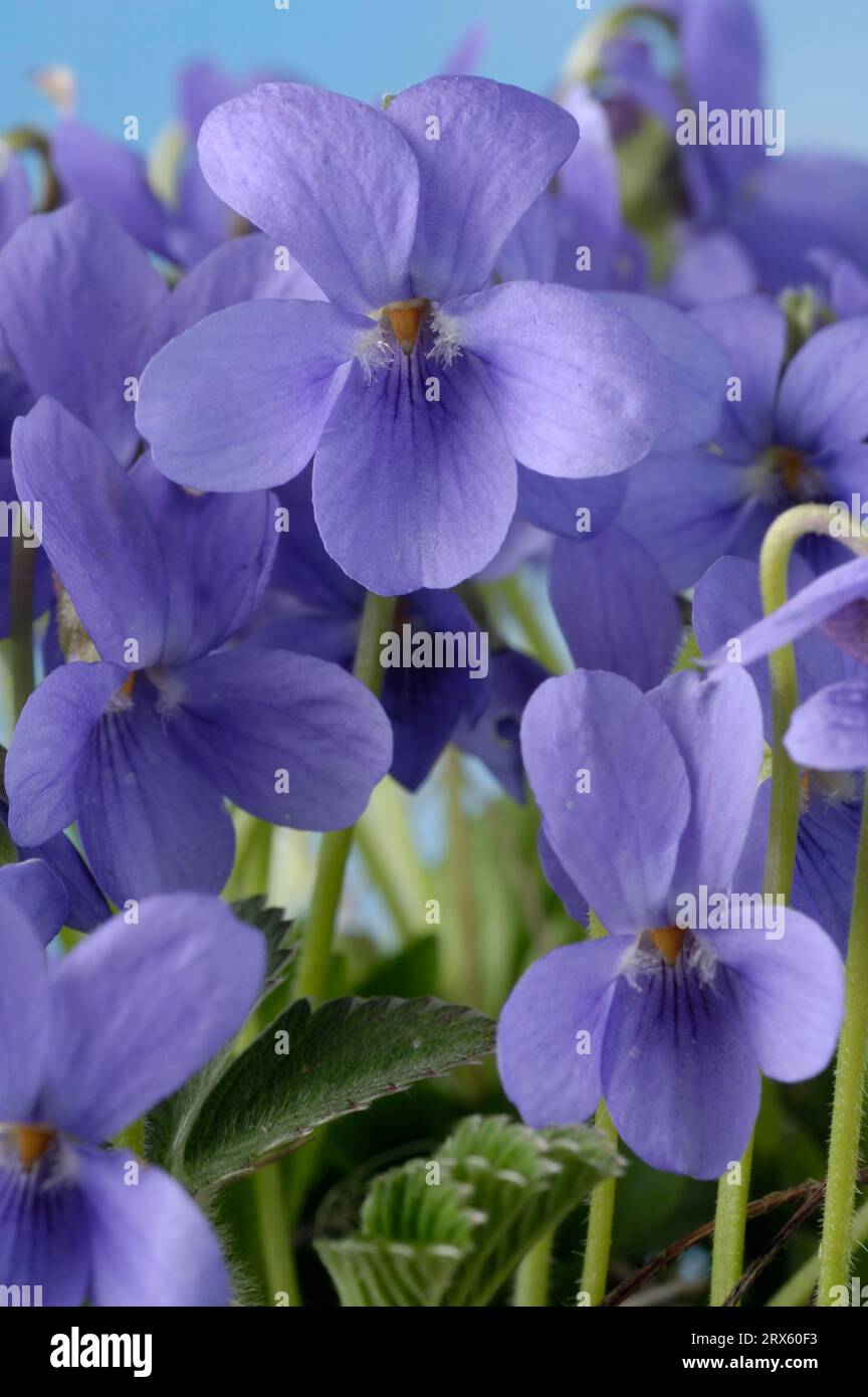 Rivins violet, Grove violet (Viola riviniana Stock Photo - Alamy