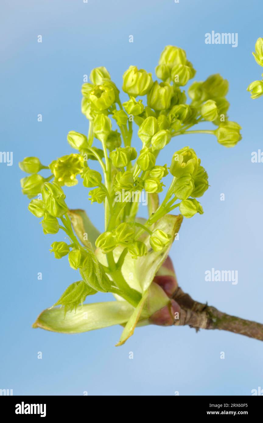 Plane tree, flower (Acer pseudoplatanus Stock Photo - Alamy
