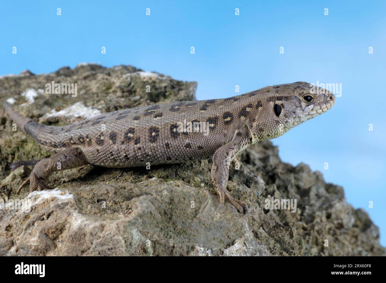Sand lizard (Lacerta agilis), female, lizard Stock Photo - Alamy