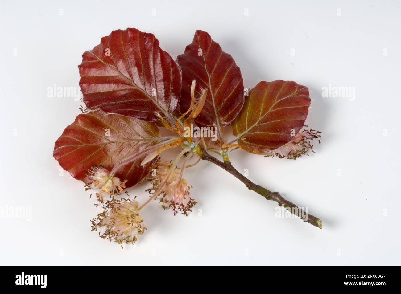 Copper beech (Fagus sylvatica Stock Photo - Alamy
