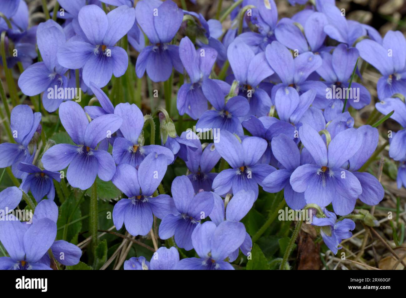 Violet grove hi-res stock photography and images - Alamy