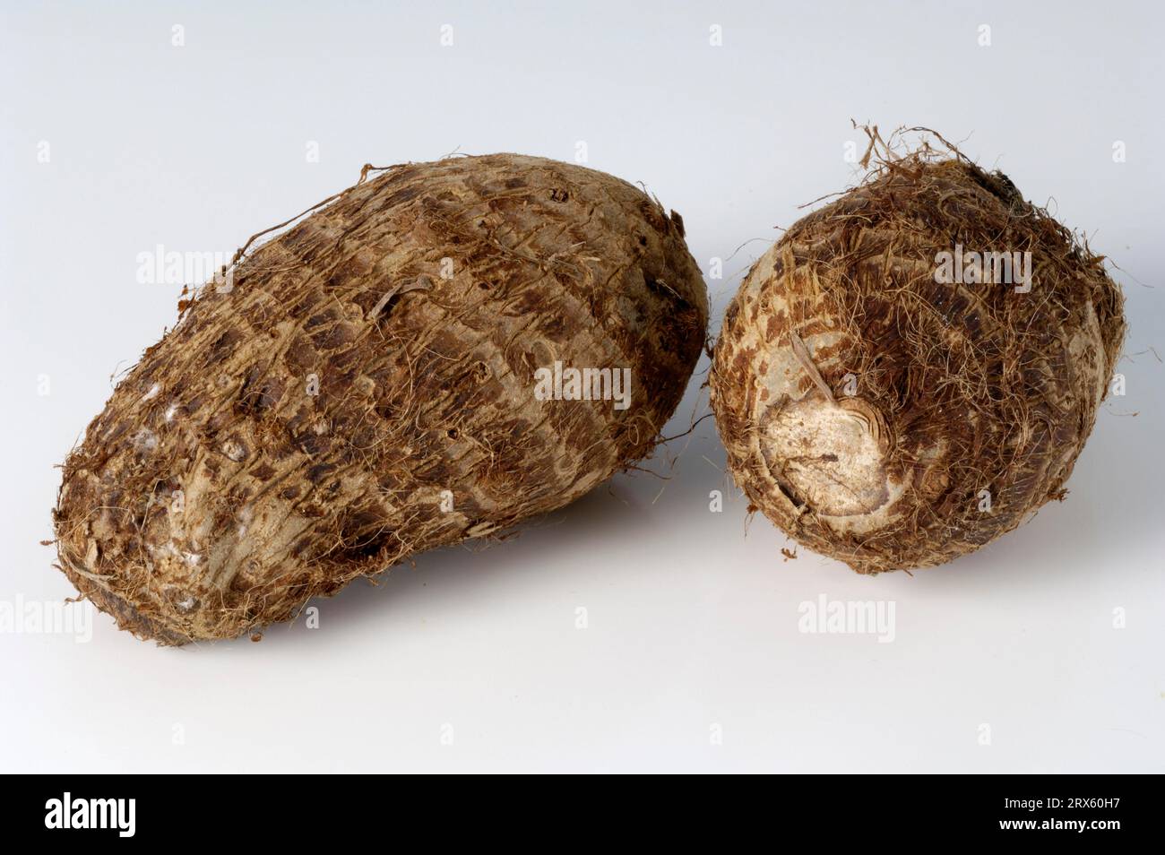 Taro (Colocasia esculenta), Cocoyam, Taioba, Eddro, Dasheen Stock Photo ...