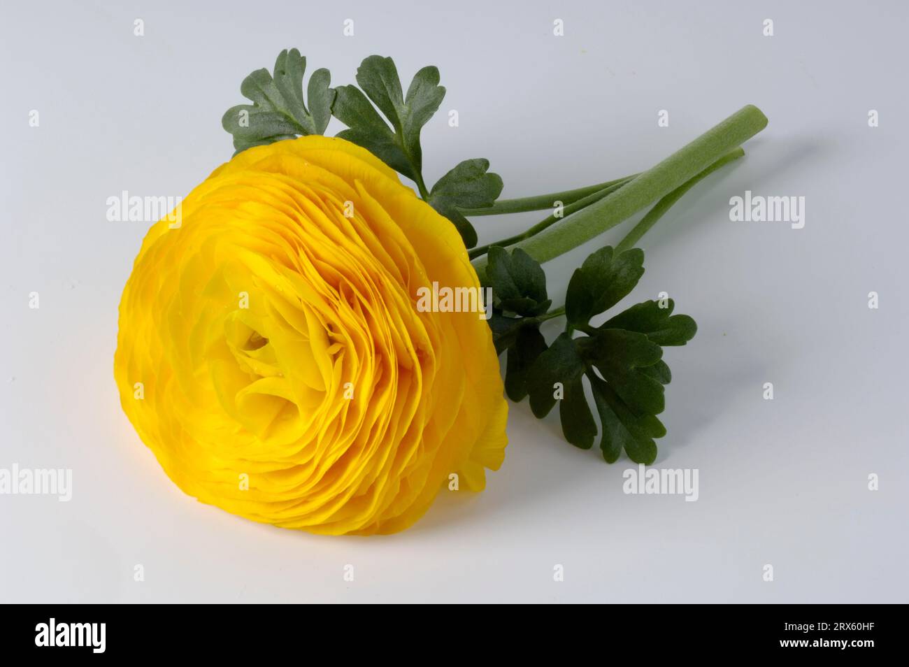 Persian Buttercup (Ranunculus asiaticus Stock Photo - Alamy