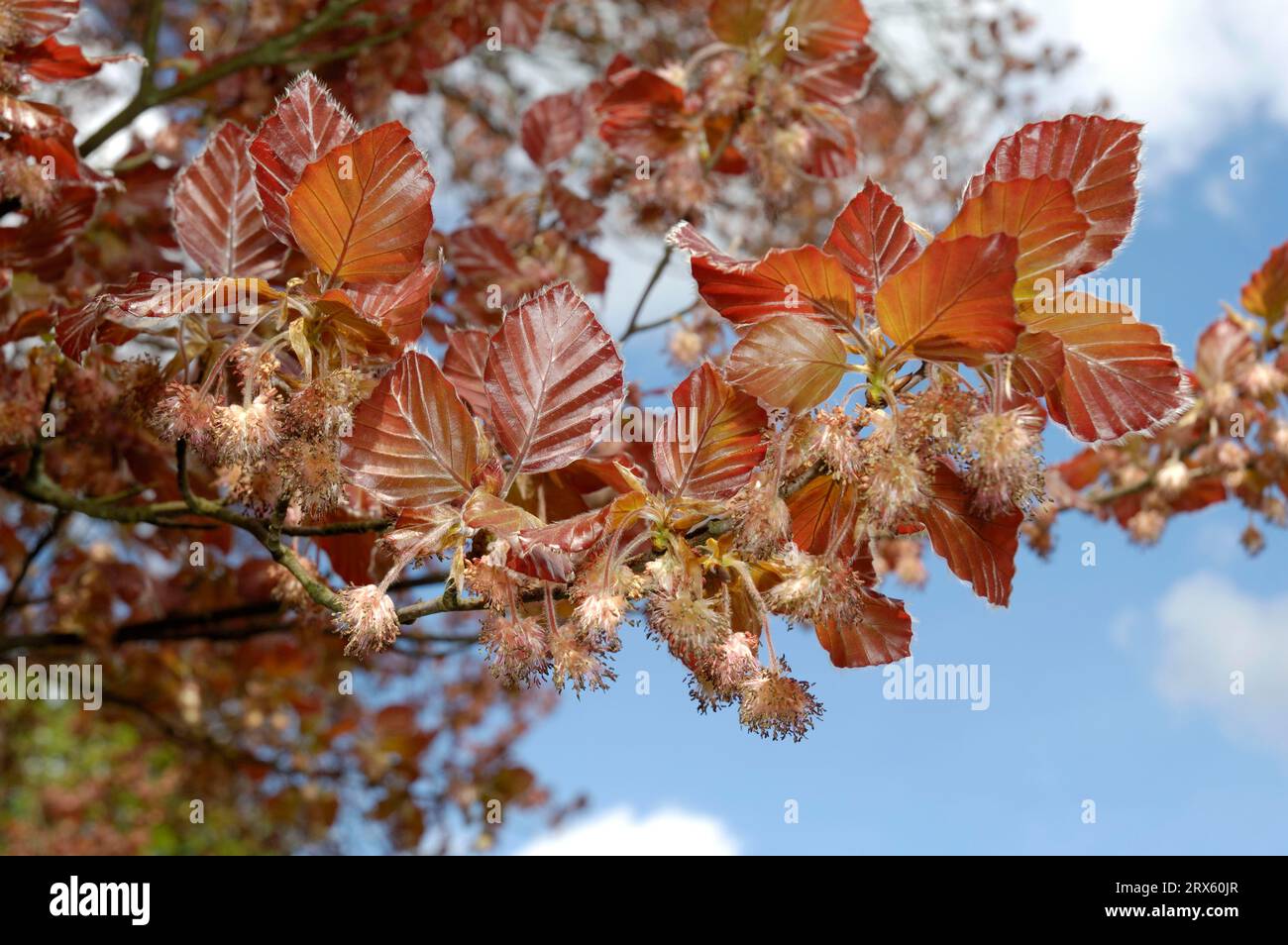 Copper beech (Fagus sylvatica Stock Photo - Alamy