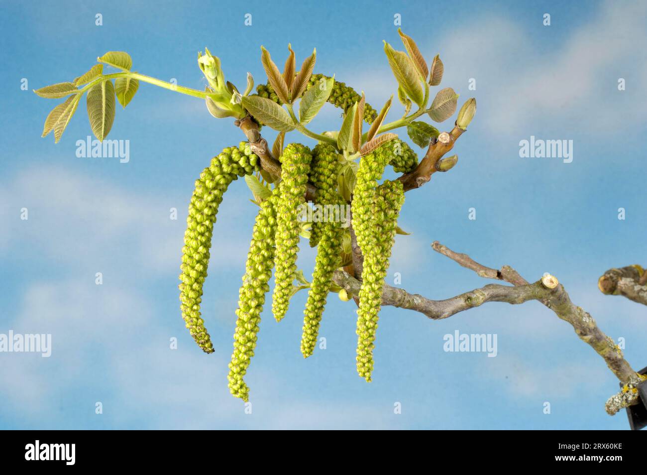 Walnut, inflorescence (Juglans regia Stock Photo - Alamy
