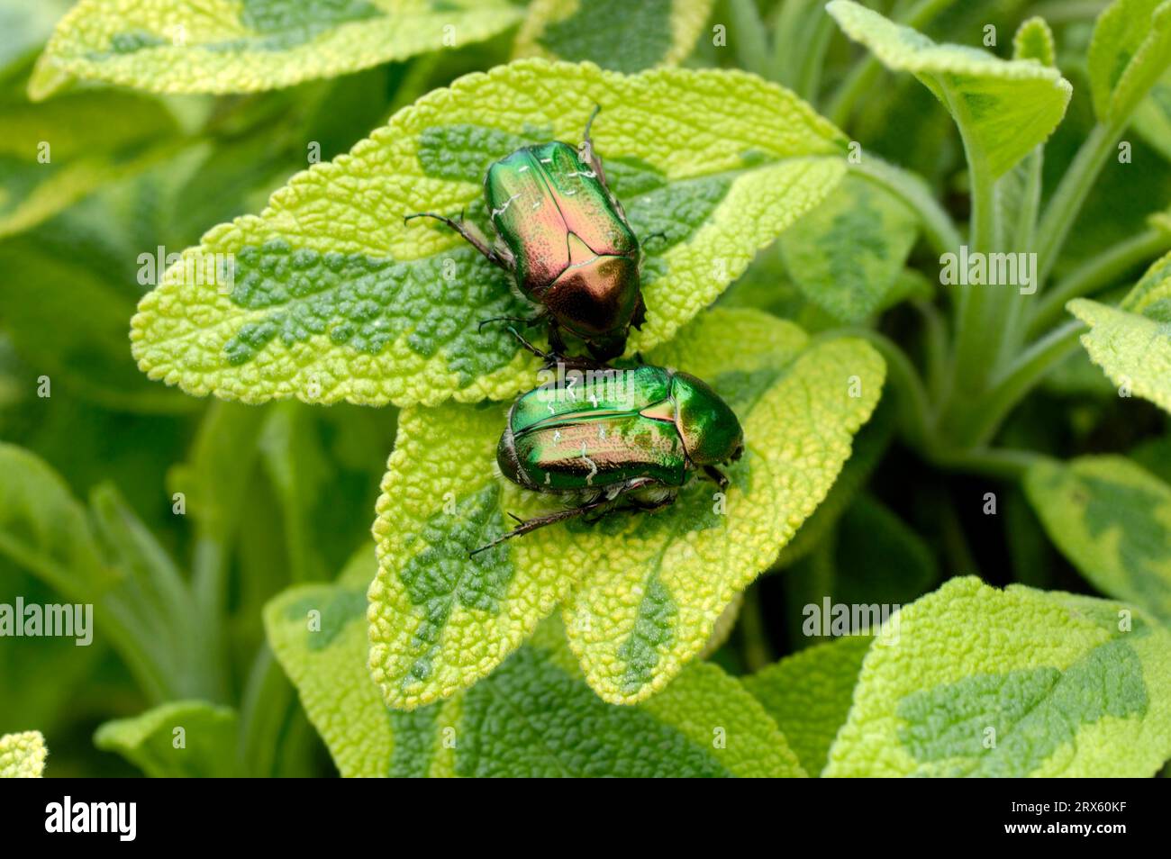 Rose chafer (Cetonia aurata), golden chafer Stock Photo - Alamy