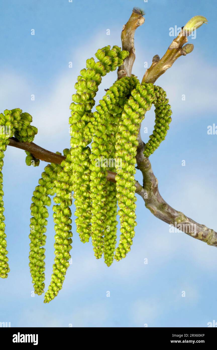 Walnut, inflorescence (Juglans regia Stock Photo - Alamy