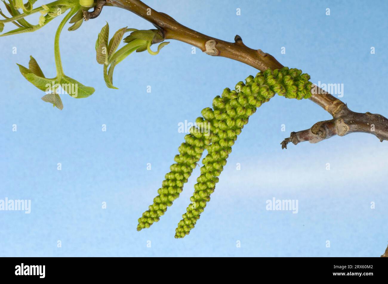 Walnut, inflorescence (Juglans regia Stock Photo - Alamy