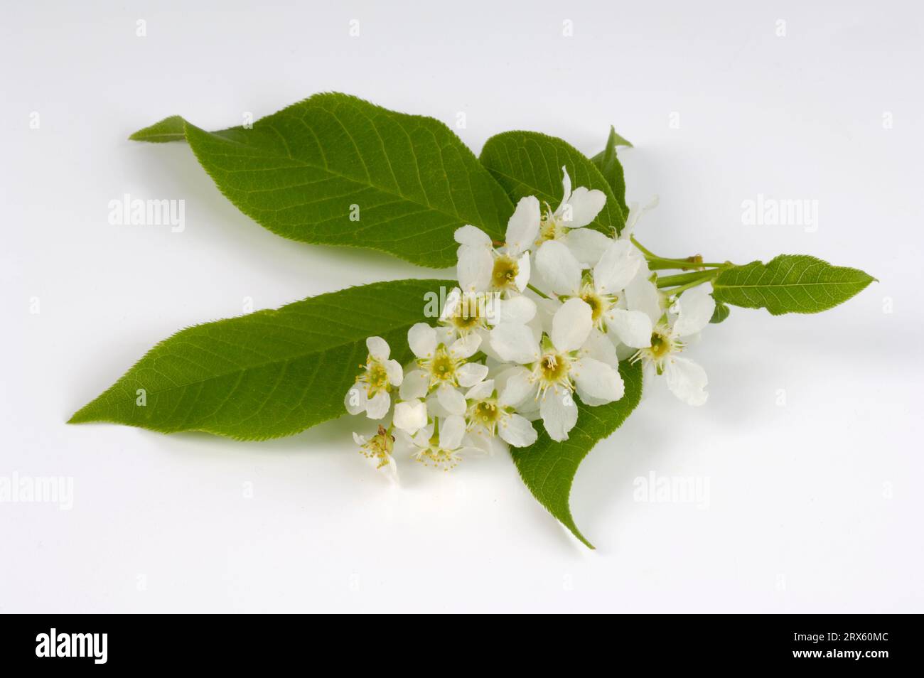 European Bird Cherry (Prunus padus Stock Photo - Alamy