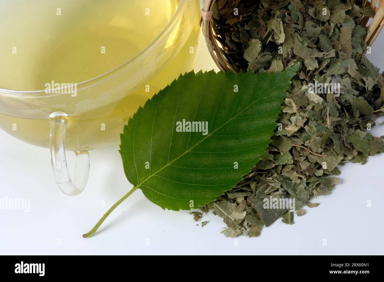 Cup of birch tea, birch leaf tea, white birch, weeping birch (Betula ...