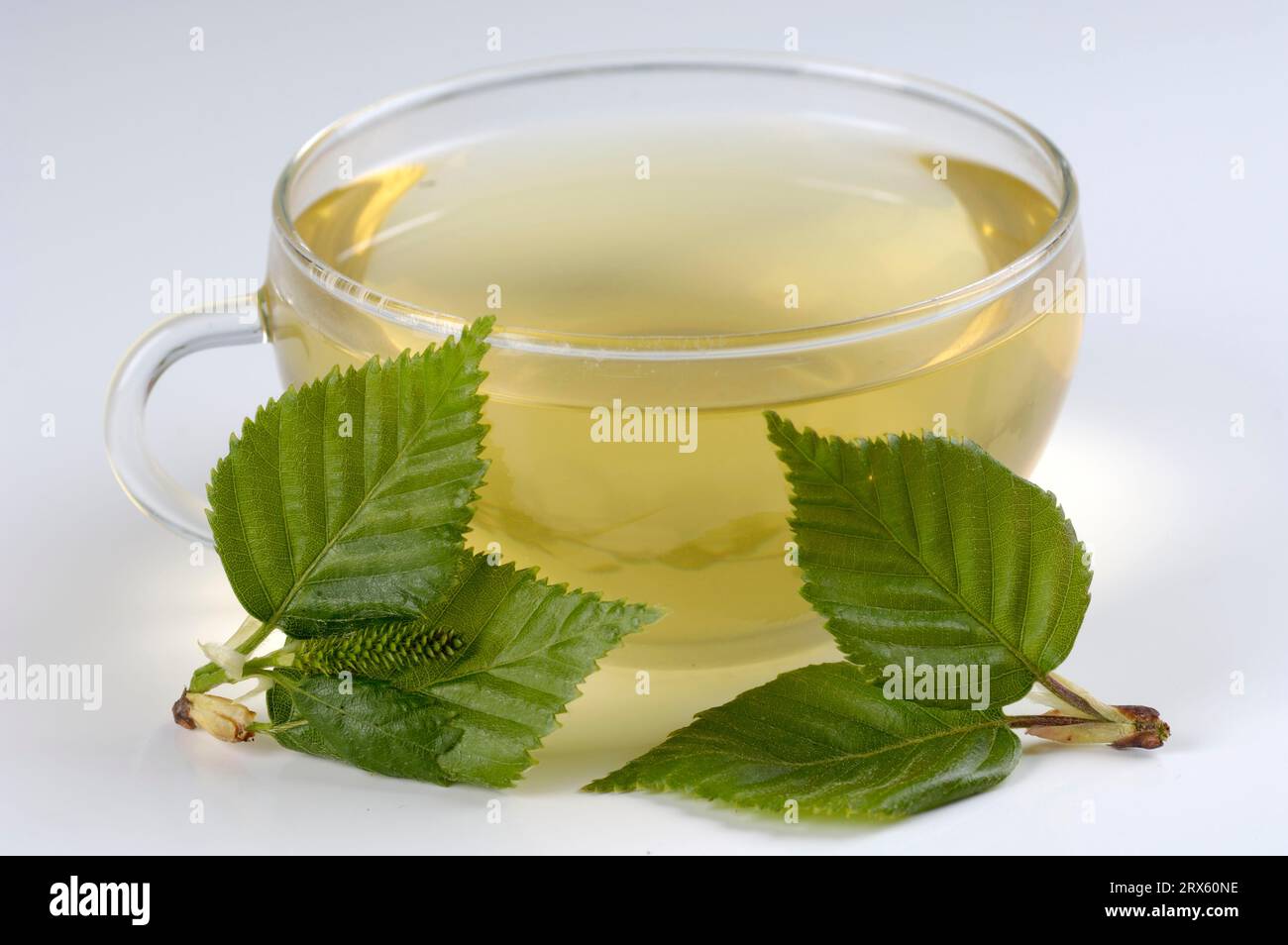 Cup of birch tea, birch leaf tea, white birch, weeping birch (Betula ...