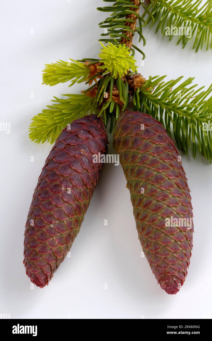 Norway spruce (Picea abies), cones Stock Photo - Alamy