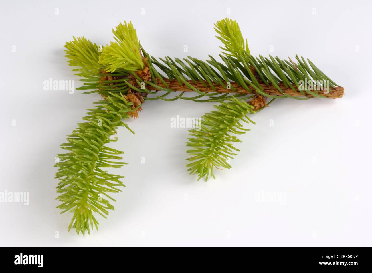 Norway spruce cutout hi-res stock photography and images - Alamy