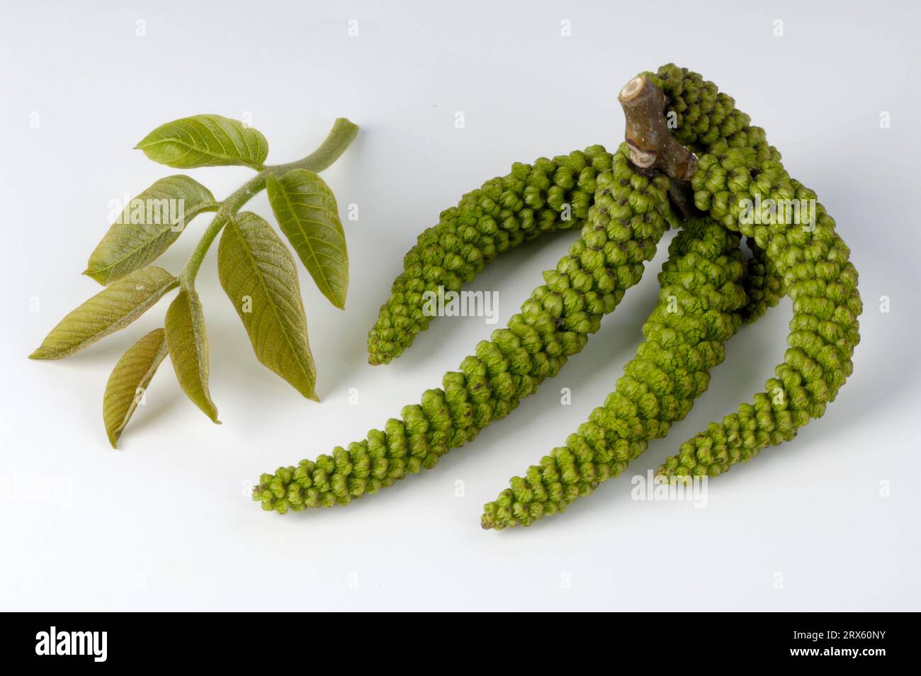 Walnut, inflorescence (Juglans regia Stock Photo - Alamy