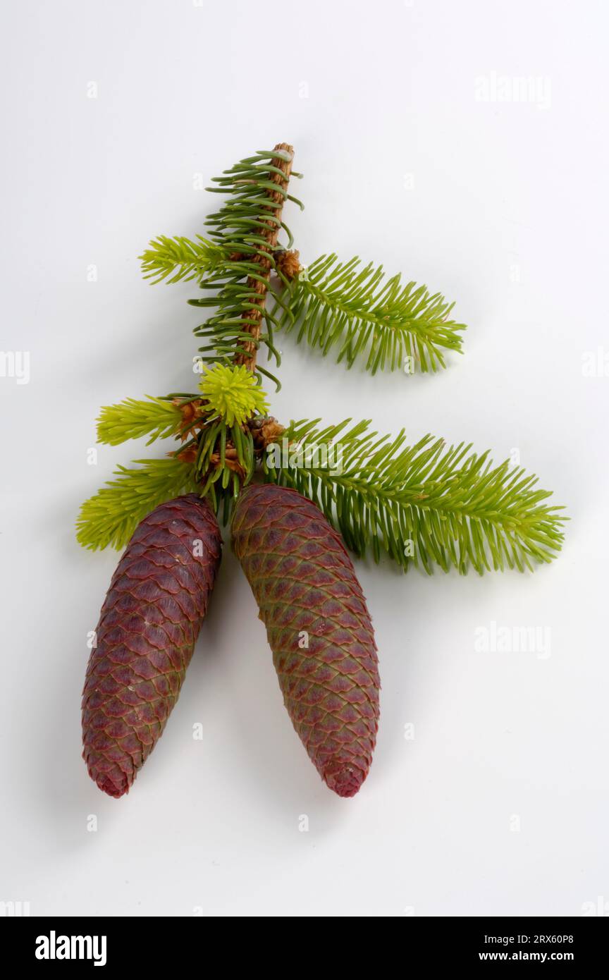 Norway spruce cutout hi-res stock photography and images - Alamy