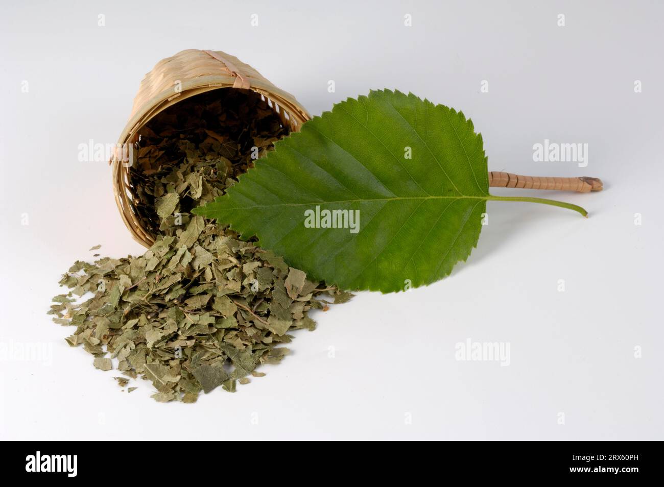 White birch, dried leaves, weeping birch (Betula pendula), birch Stock ...