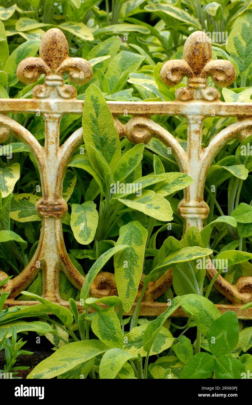 Common Common sage (Salvia officinalis) 'Icertina Stock Photo - Alamy