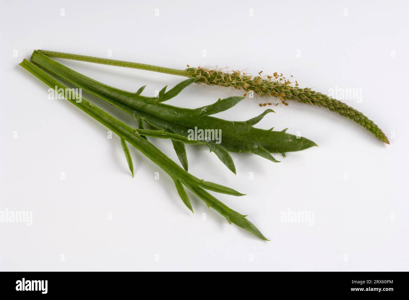 Staghorn plantain, Crow's-foot plantain, Slit-leaf plantain (Plantago ...