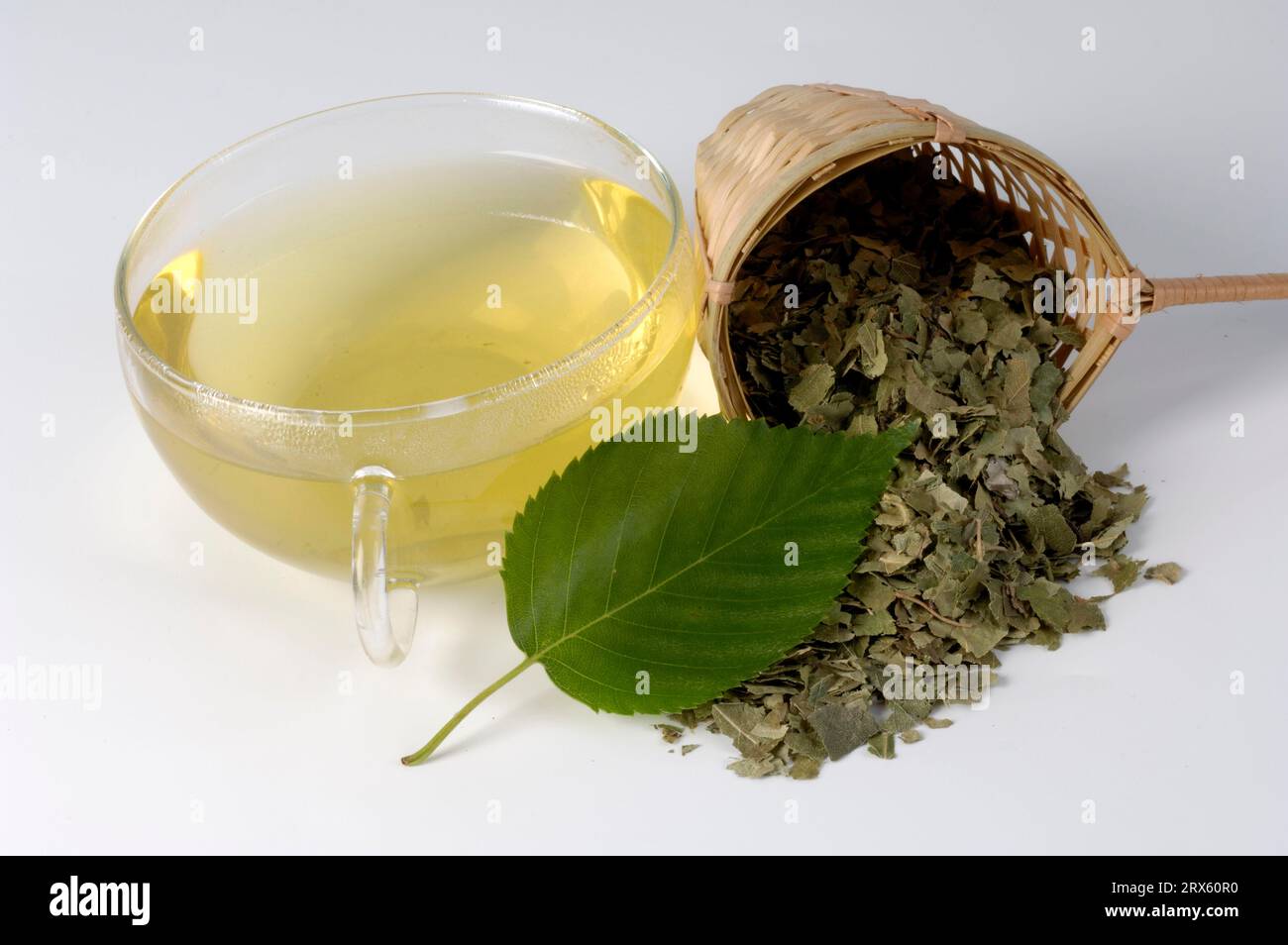 Cup of birch tea, birch leaf tea, white birch, weeping birch (Betula ...
