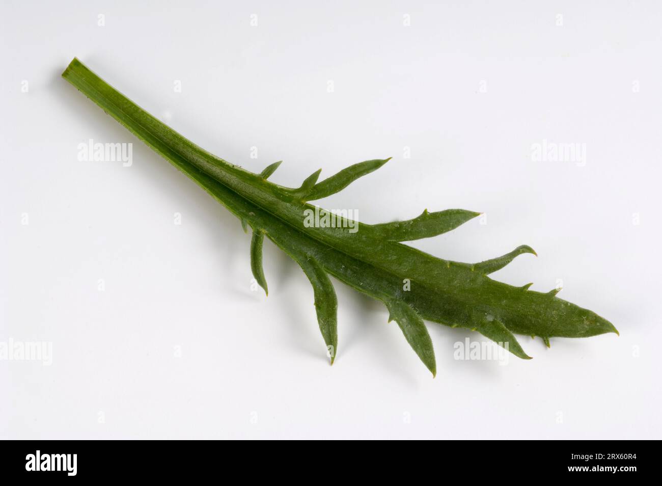 Staghorn plantain, Crow's-foot plantain, Slit-leaf plantain (Plantago ...