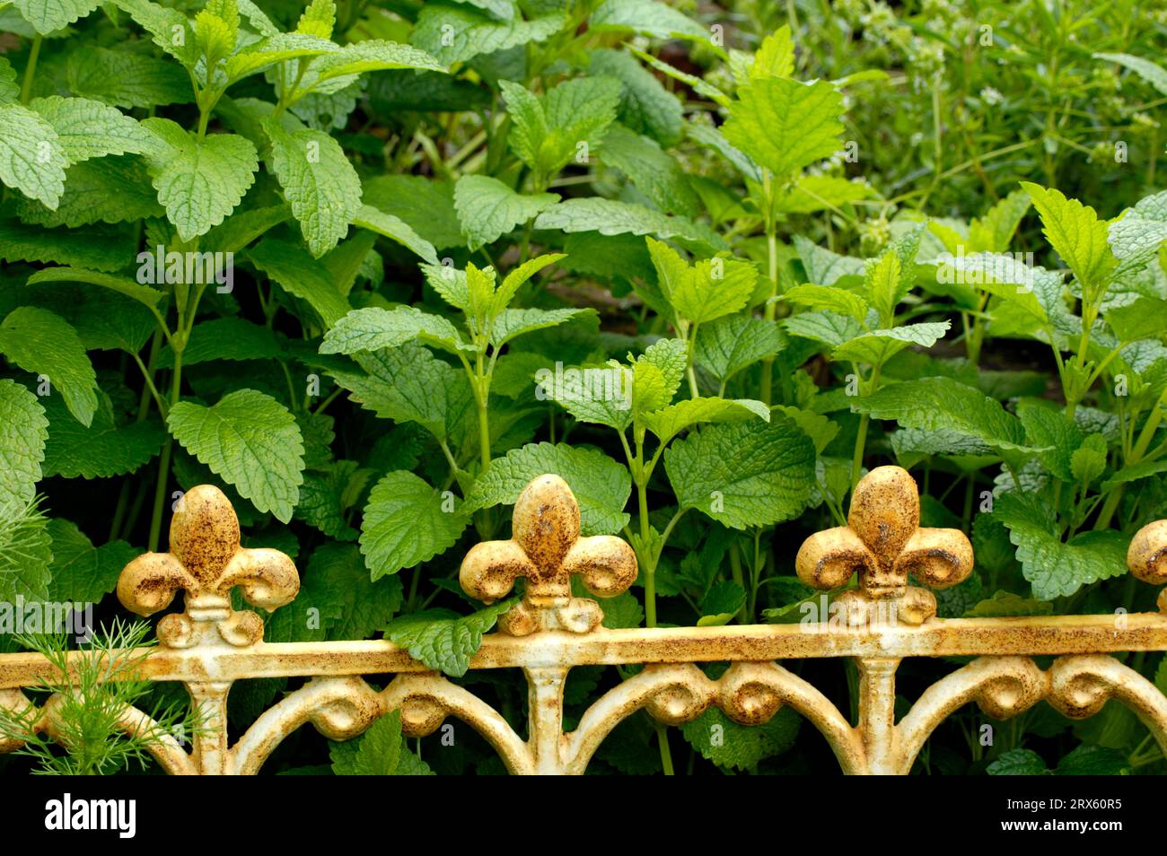 Lemon Balm or Sweet Balm (Melissa officinalis Stock Photo - Alamy