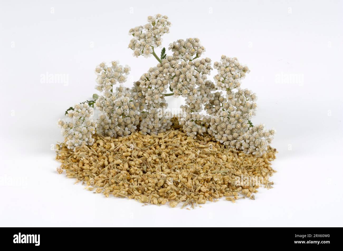 Dried yarrow hi-res stock photography and images - Alamy