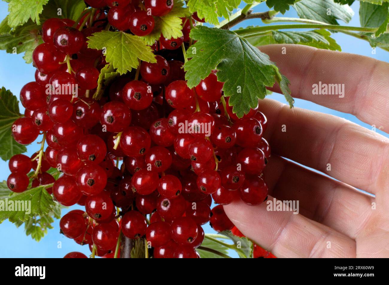 Red berry mite hi-res stock photography and images - Alamy