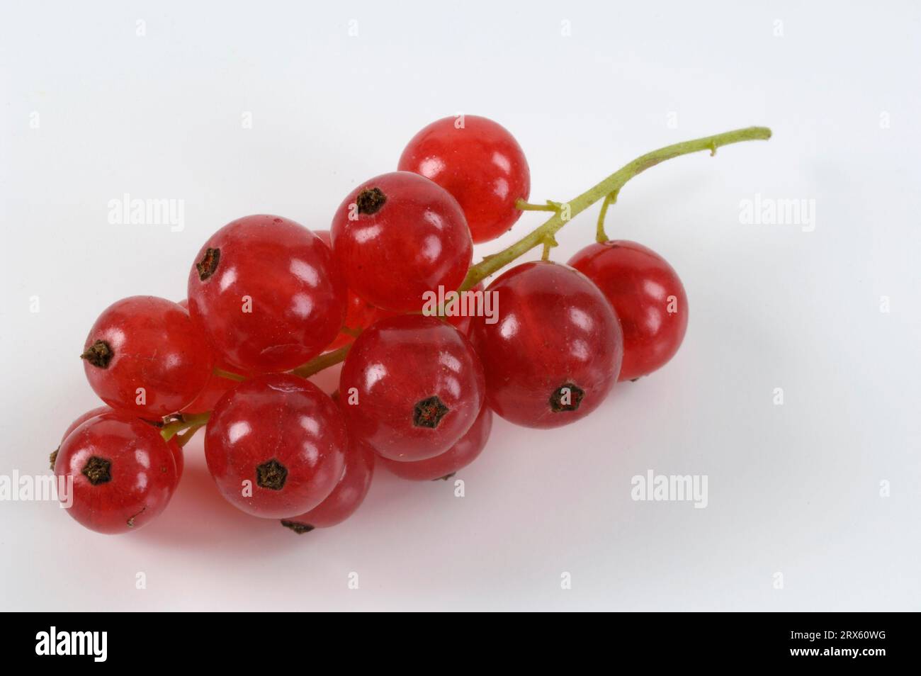 Red currants (Ribes rubrum Stock Photo - Alamy