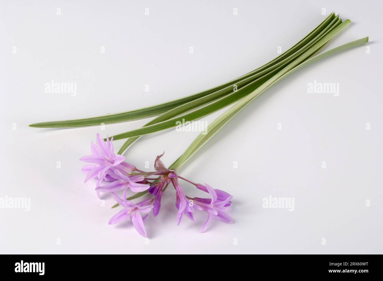 Garlic grass (Tulbaghia violacea), garlic grass Stock Photo - Alamy