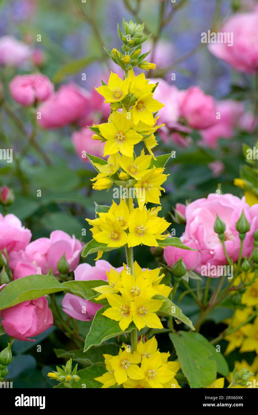 Yellow loosestrife and rose 'Angela' (Lysimachia vulgaris) (Pink ...