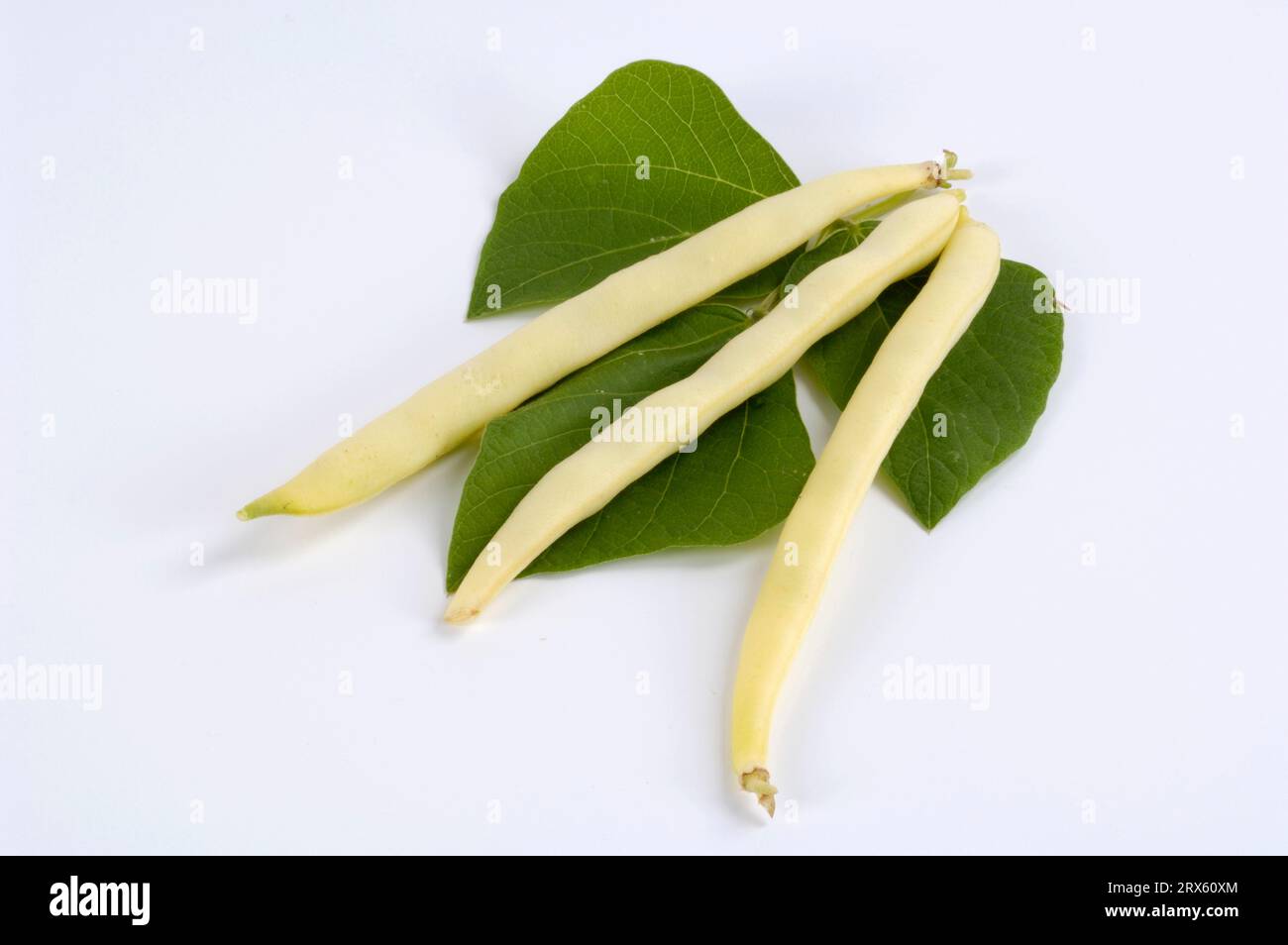 Bush beans 'Mountain gold' (Phaseolus vulgaris nanus Stock Photo - Alamy