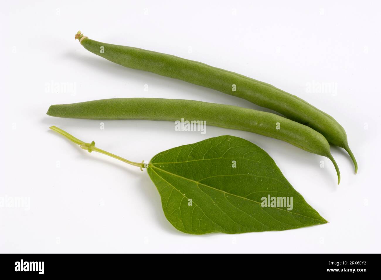 Bush beans 'Filetty' (Phaseolus vulgaris nanus Stock Photo - Alamy