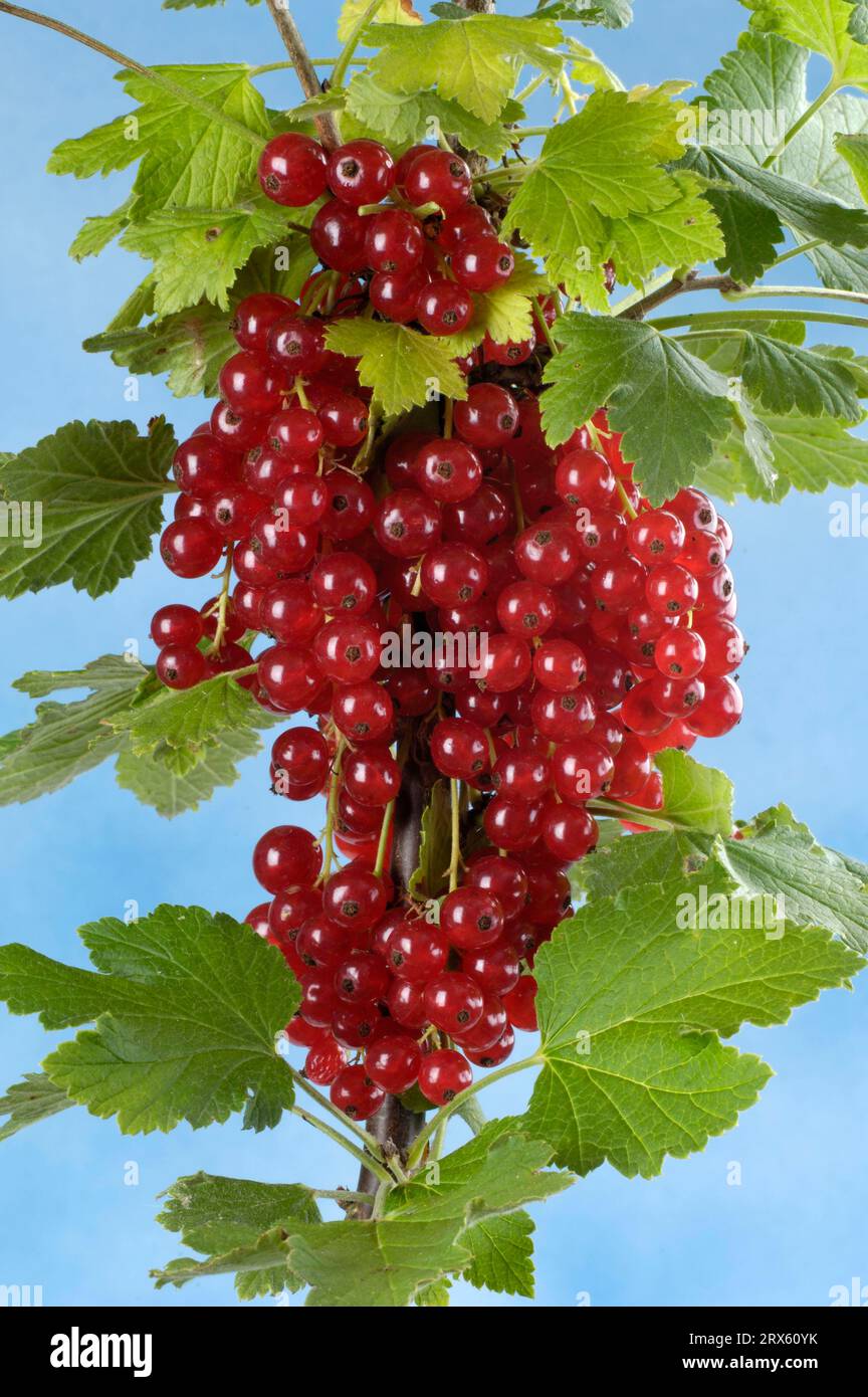 Red berry mite hi-res stock photography and images - Alamy