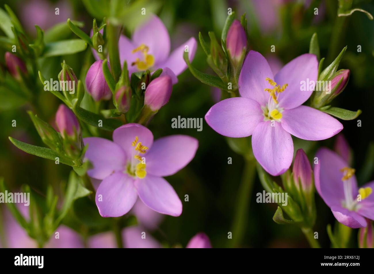 Centaurium erythraea (Centaurium umbellatum) (Centaurium erythraea ...