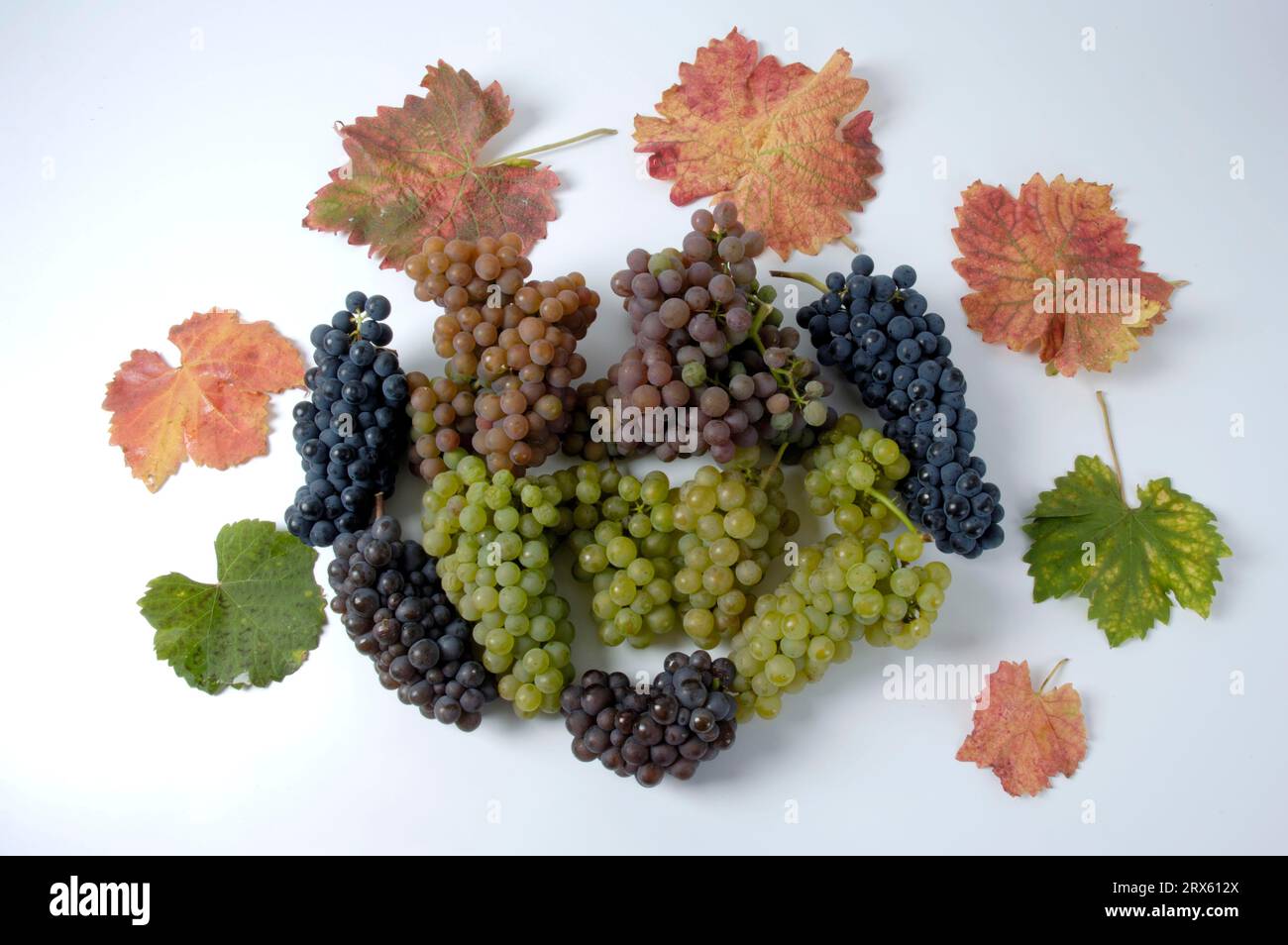 Different varieties of grapes (Vitis vinifera), grapes Stock Photo - Alamy