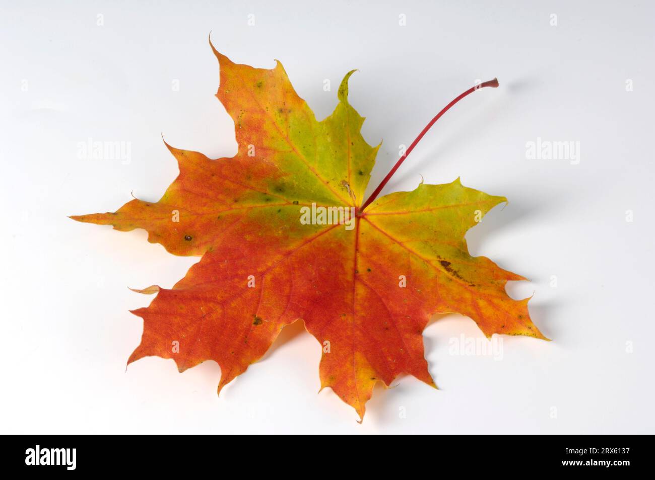 Pointed maple leaf hi-res stock photography and images - Alamy