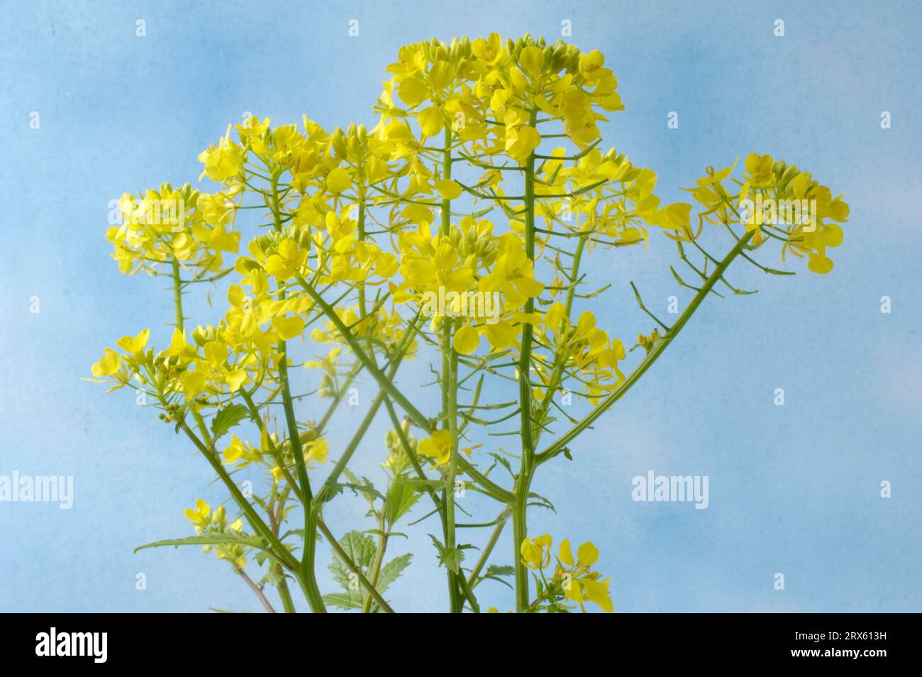 White mustard (Sinapis alba Stock Photo - Alamy