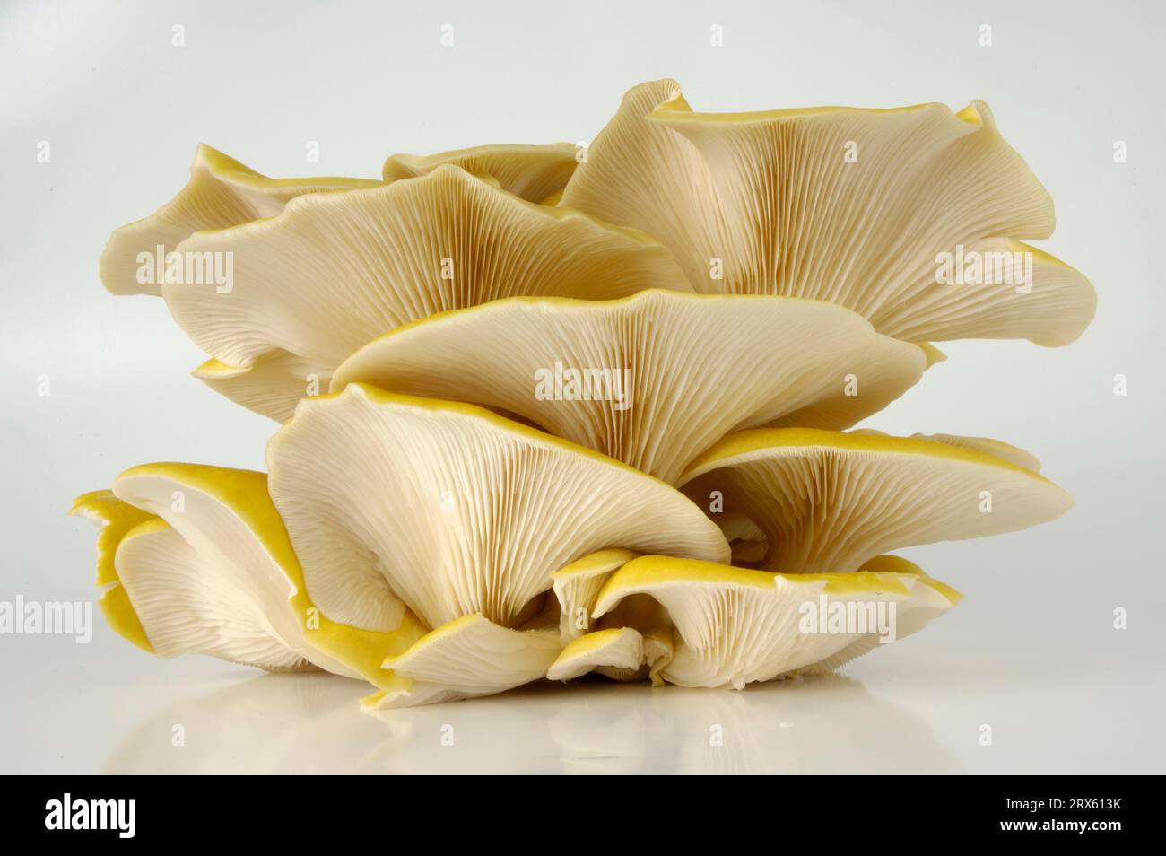 Lime mushroom (Pleurotus cornucopiae), Yellow oyster mushroom Stock ...