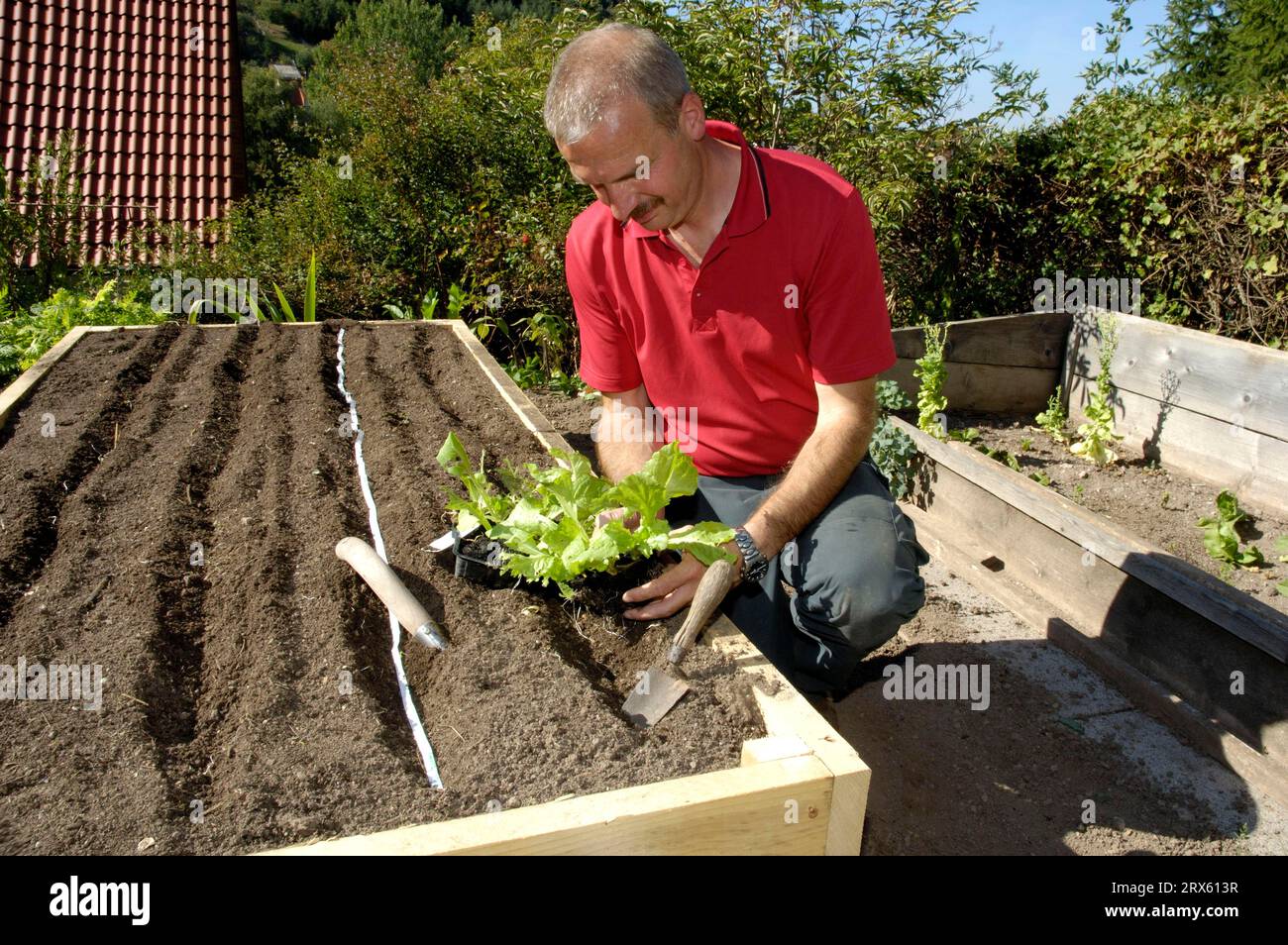 Man planting raised bed hi-res stock photography and images - Alamy