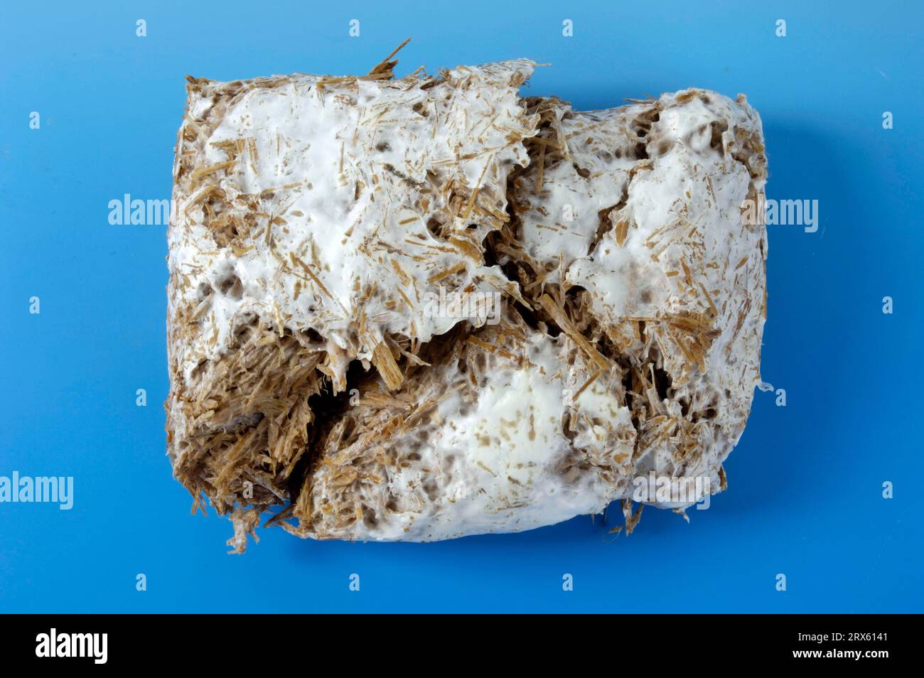 Substrate block for oyster mushroom (Pleurotus ostreatus), mushroom ...